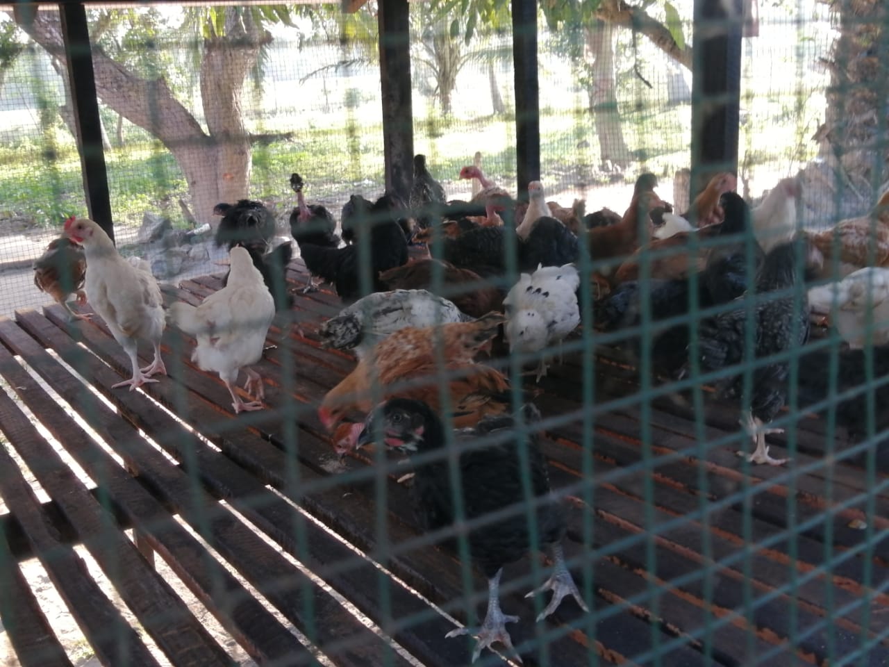 Poultry Farming – NOW-WOW